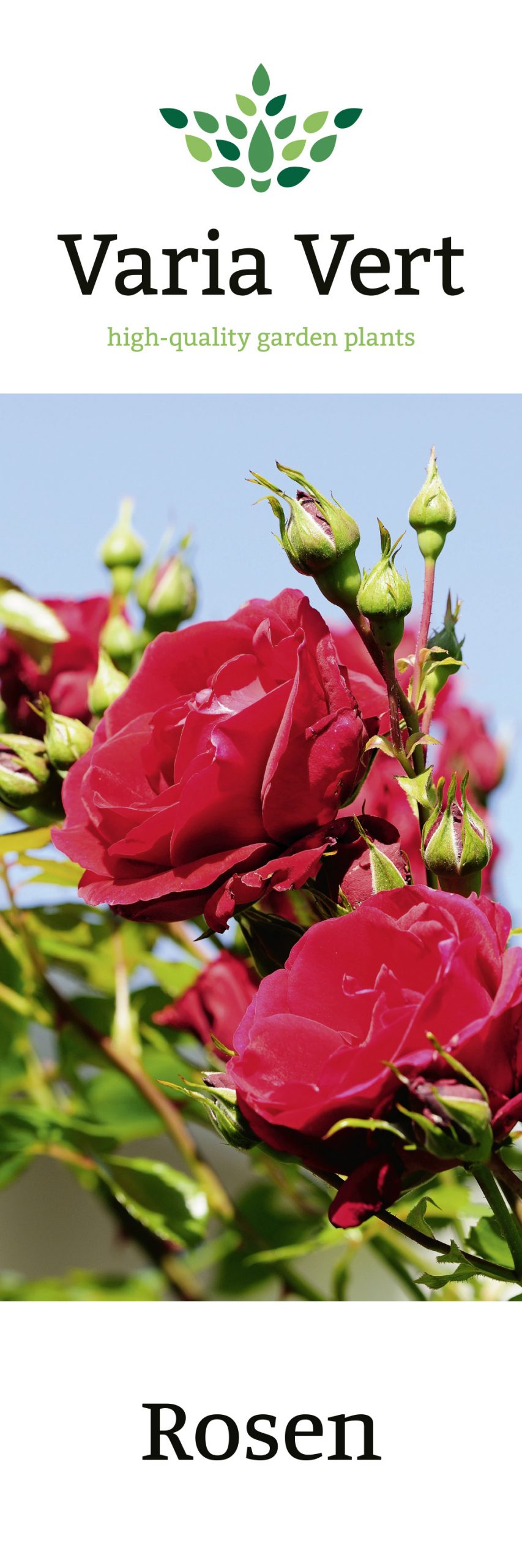 Webshop Varia Vert - Varia Vert - High-quality garden plants