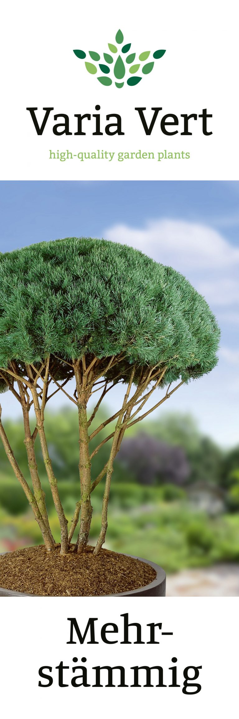 Webshop Varia Vert - Varia Vert - High-quality garden plants